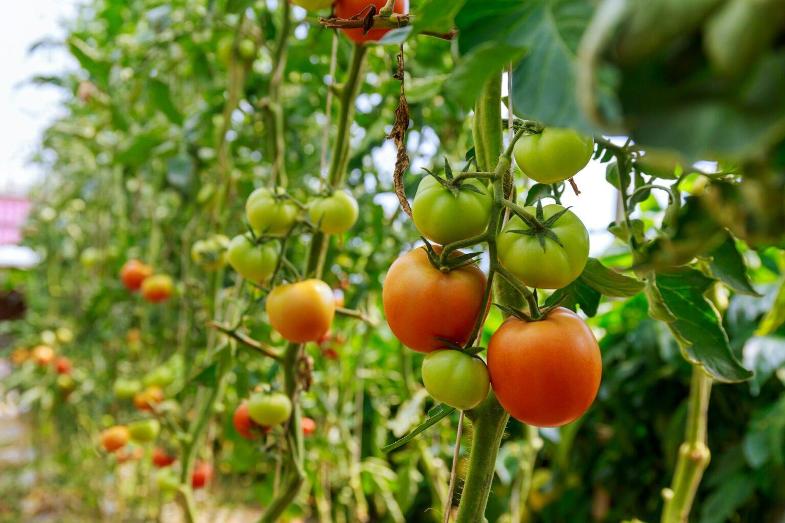 Greffe des tomates et poivrons : techniques, avantages et conseils ...