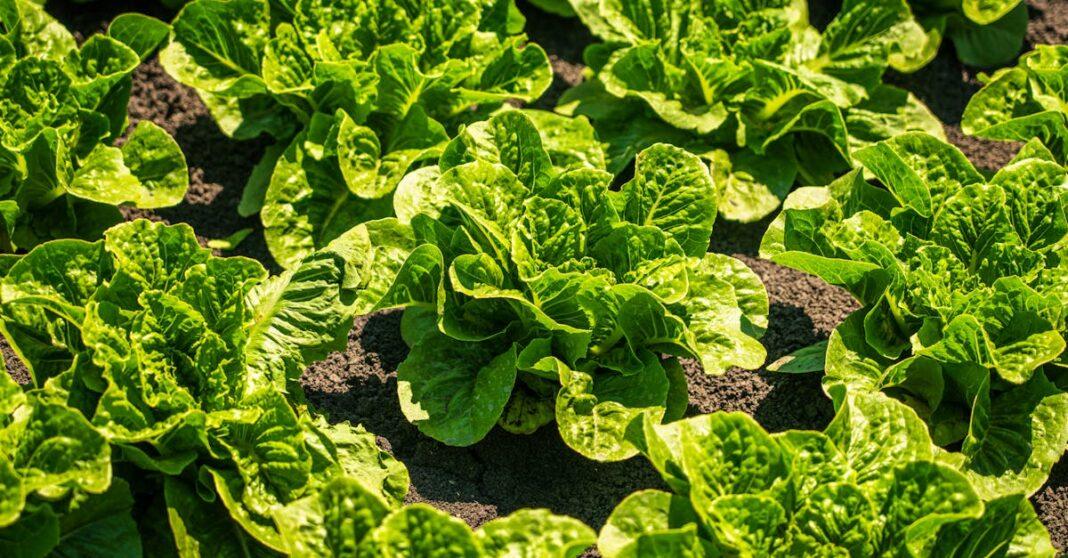 9 Étapes Pour Réussir La Culture Des Salades Au Potager - Jardin-bio