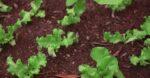 Plates-Bandes : Conseils Et Inspiration - Jardin-bio