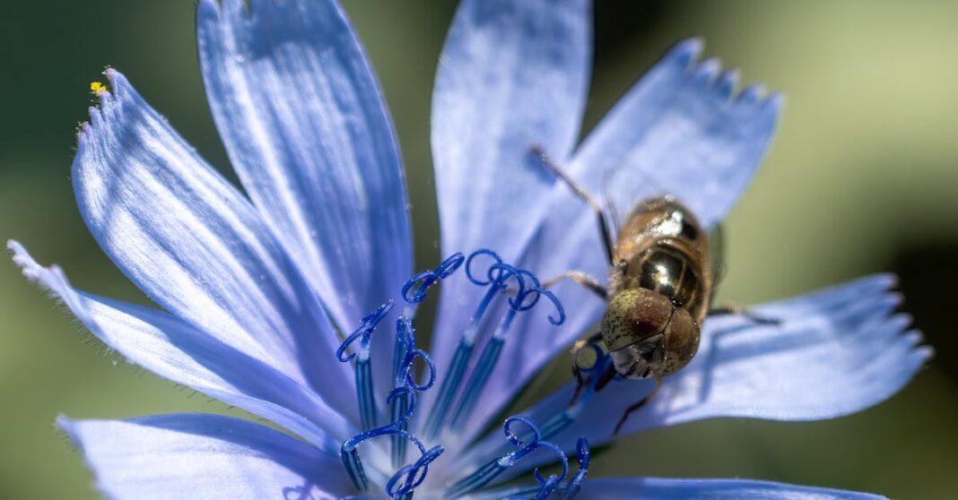 Tout Savoir Sur La Pollinisation : 10 Faits Essentiels - Jardin-bio
