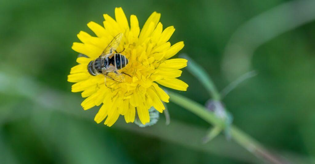 Tout Savoir Sur La Pollinisation : 10 Faits Essentiels - Jardin-bio