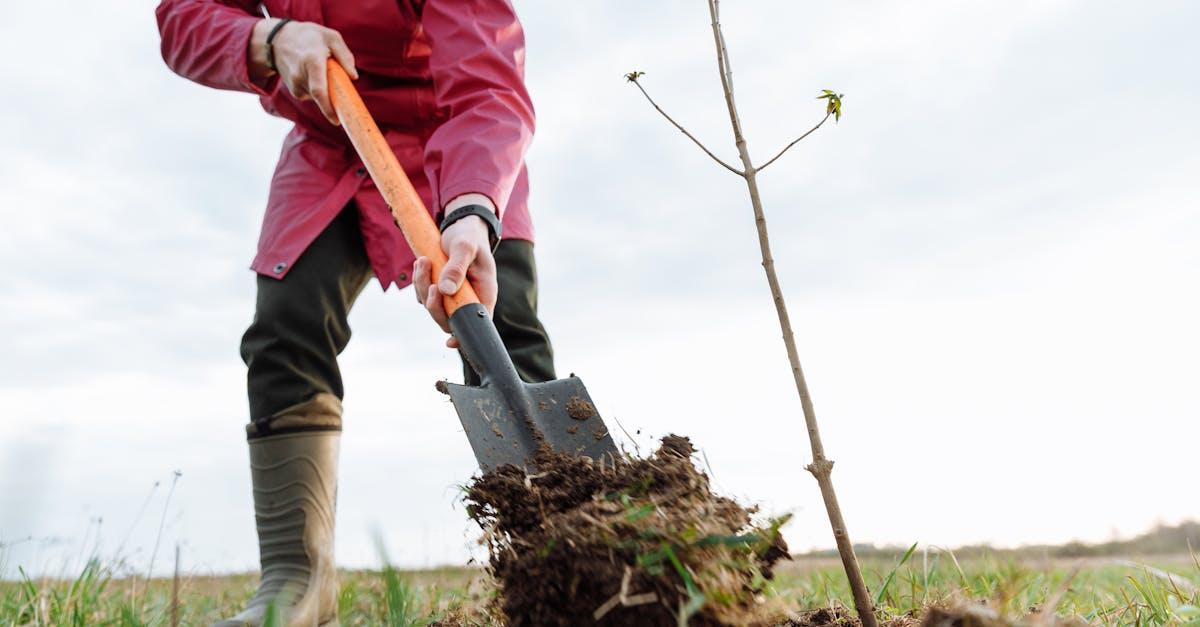 Comment Planter Un Arbre : 7 Étapes Pour Qu’Il S’Épanouisse - Jardin-bio