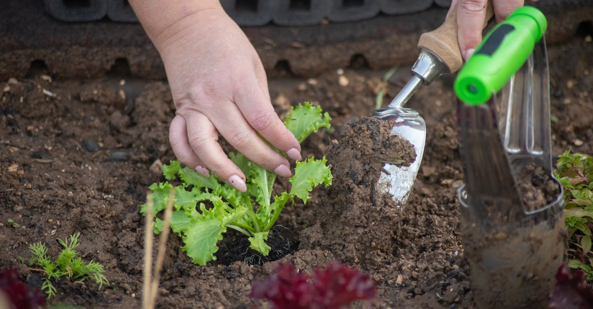 Quels Légumes Semer Et Quand ? 10 Rappels Indispensables - Jardin-bio
