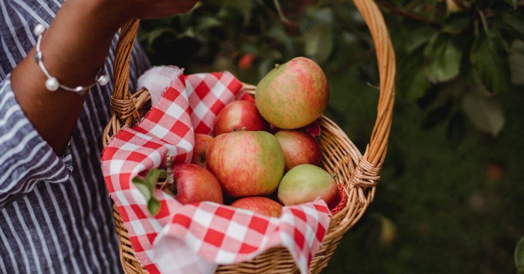 La cueillette des pommes : guide sur la saison, les techniques de ...