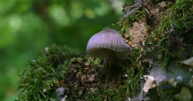 Contrôler Les Mouches Du Terreau : 6 Astuces Naturelles - Jardin-bio
