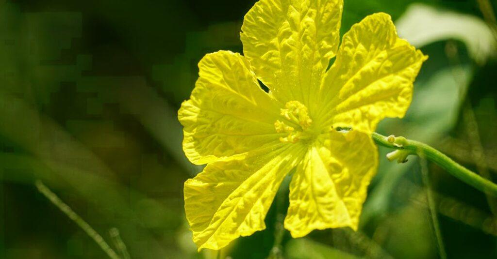 Le Luffa, La Courge-Éponge : 5 Conseils De Culture - Jardin-bio