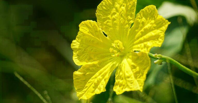 Le Luffa, La Courge-Éponge : 5 Conseils De Culture - Jardin-bio
