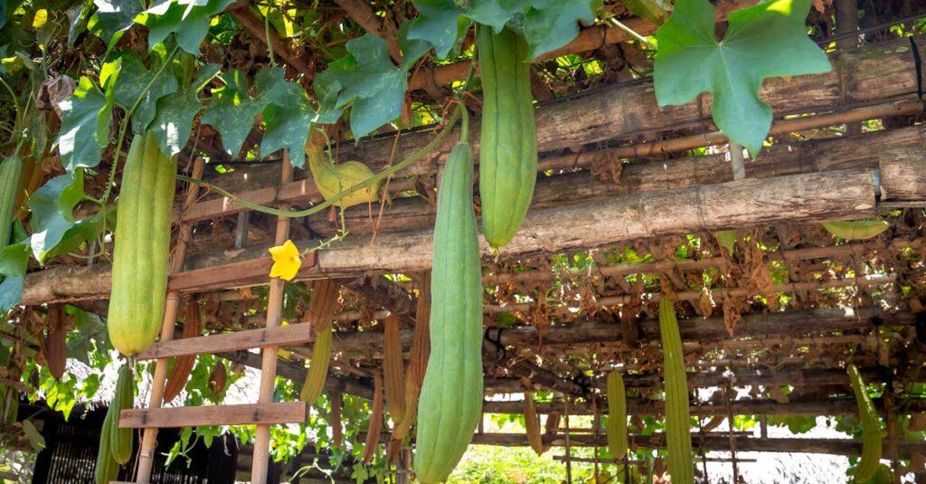 Le Luffa, La Courge-Éponge : 5 Conseils De Culture - Jardin-bio