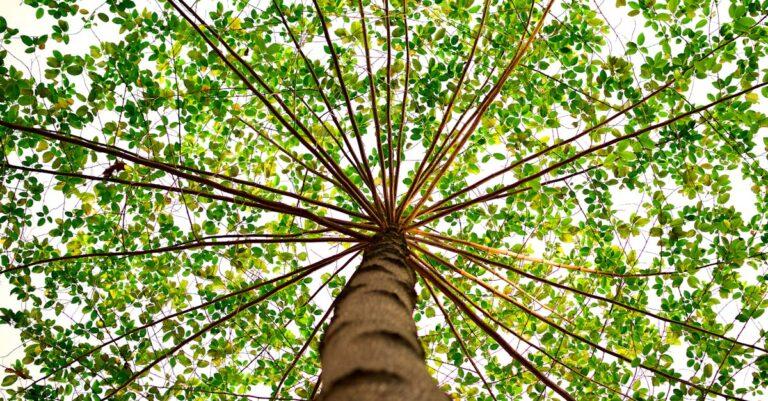 Quel Arbre Planter Devant Une Maison ? 7 Variétés À Découvrir - Jardin-bio