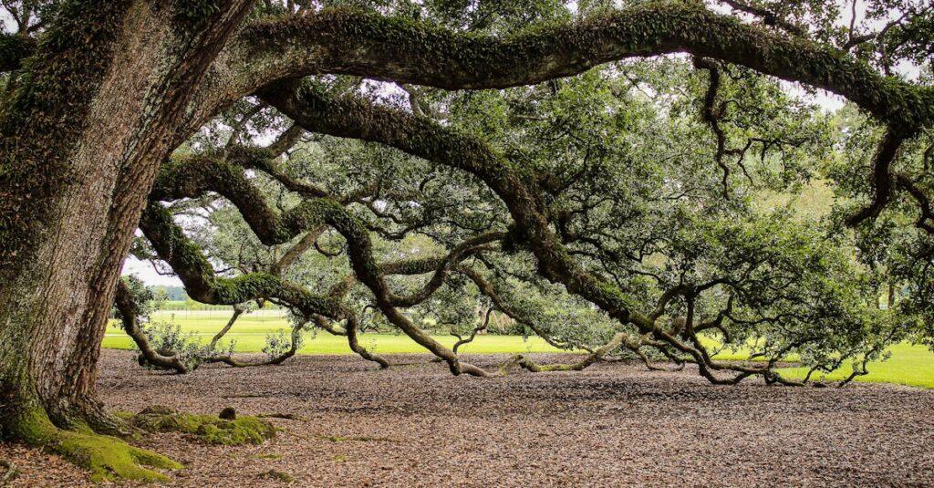 Quel Arbre Planter Devant Une Maison ? 7 Variétés À Découvrir - Jardin-bio