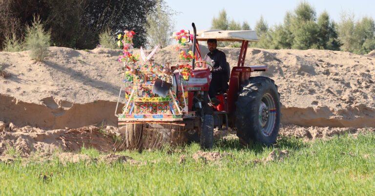 Réussir La Culture Du Navet : Plantation, Entretien Et Récolte - Jardin-bio