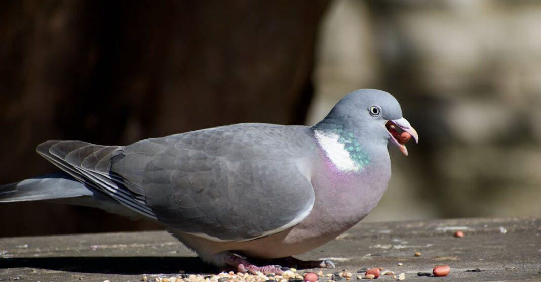 Pigeon ramier : le majestueux messager des forêts d’Europe