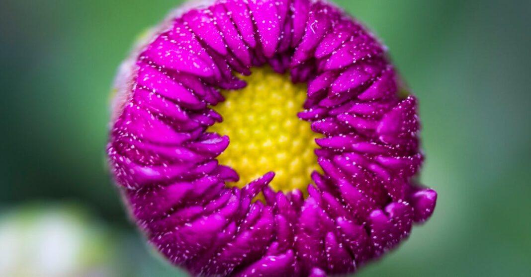 Asters : secrets de culture et astuces d’entretien au top