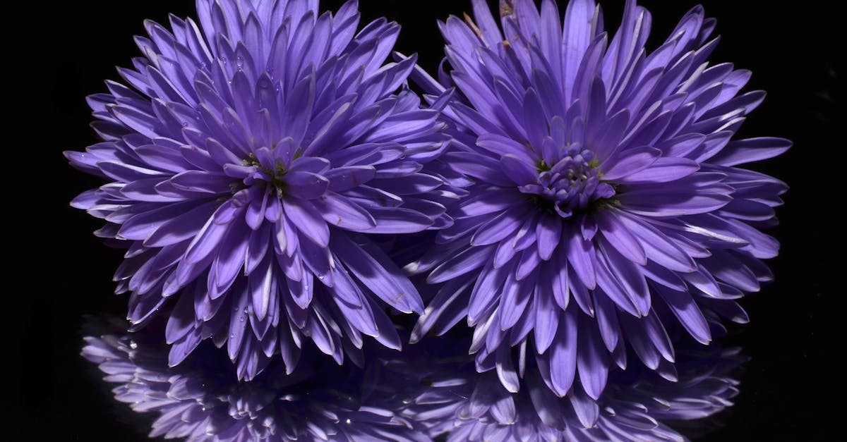 Asters : secrets de culture et astuces d’entretien au top