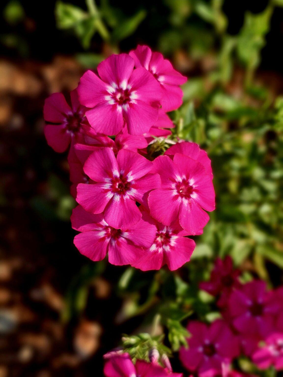 Phlox annuel Drummond semis floraison et culture en jardin - Jardin-bio
