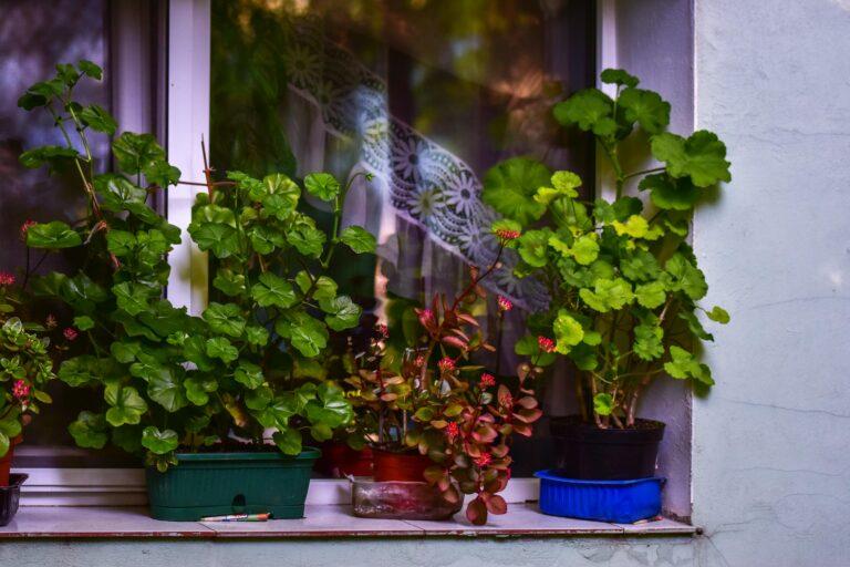 Que cultiver sur un rebord de fenetre en hiver - Jardin-bio